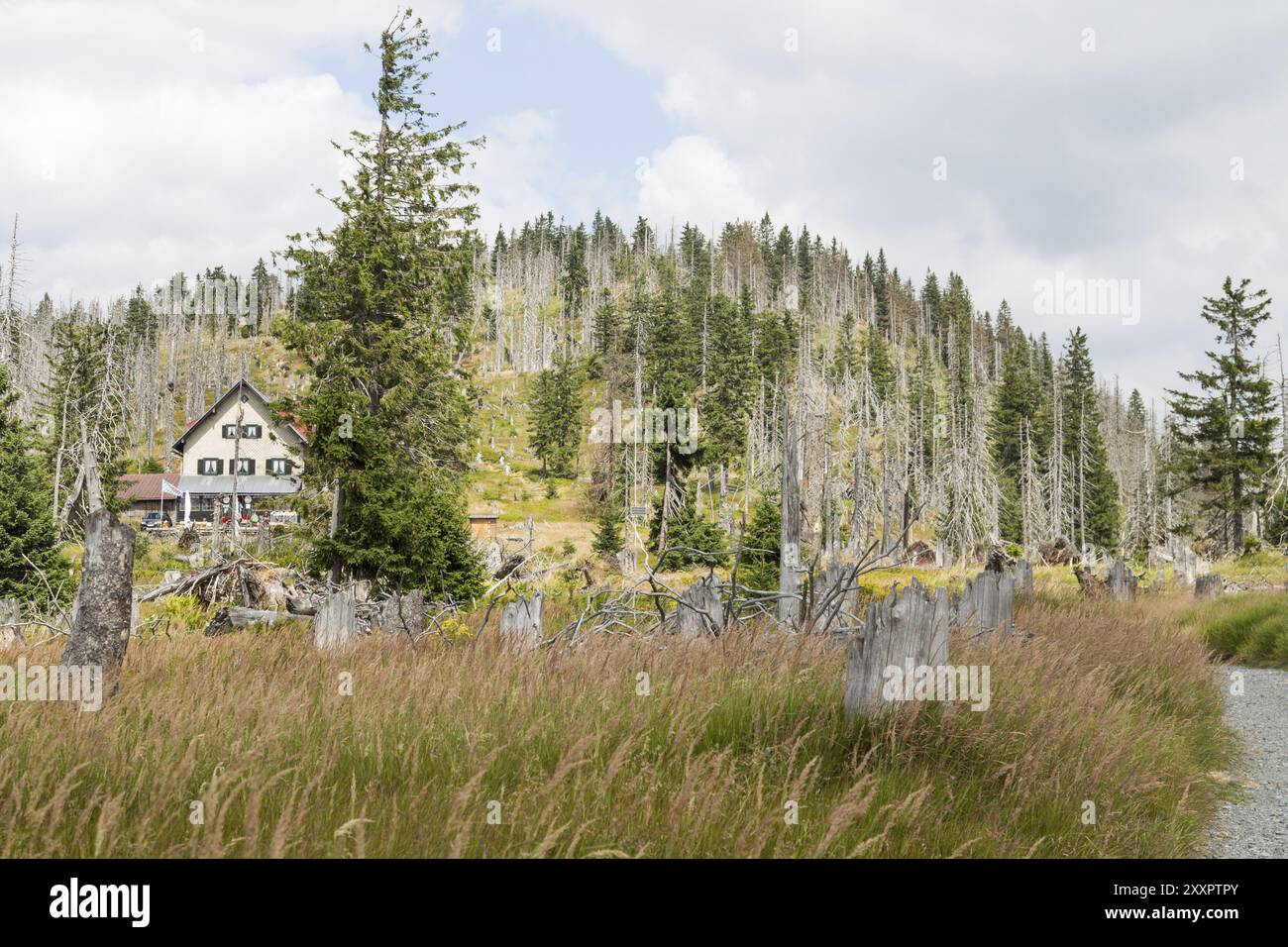 Rachel, Bavarian Forest, Rachel Mountain, Germany, Europe Stock Photo ...