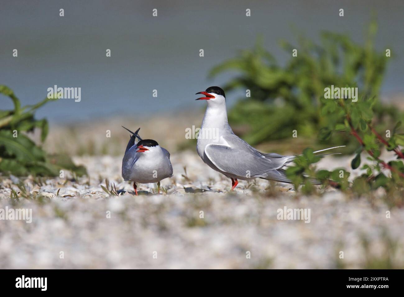 Common Tern, Sterna hirundo, common tern Stock Photo - Alamy