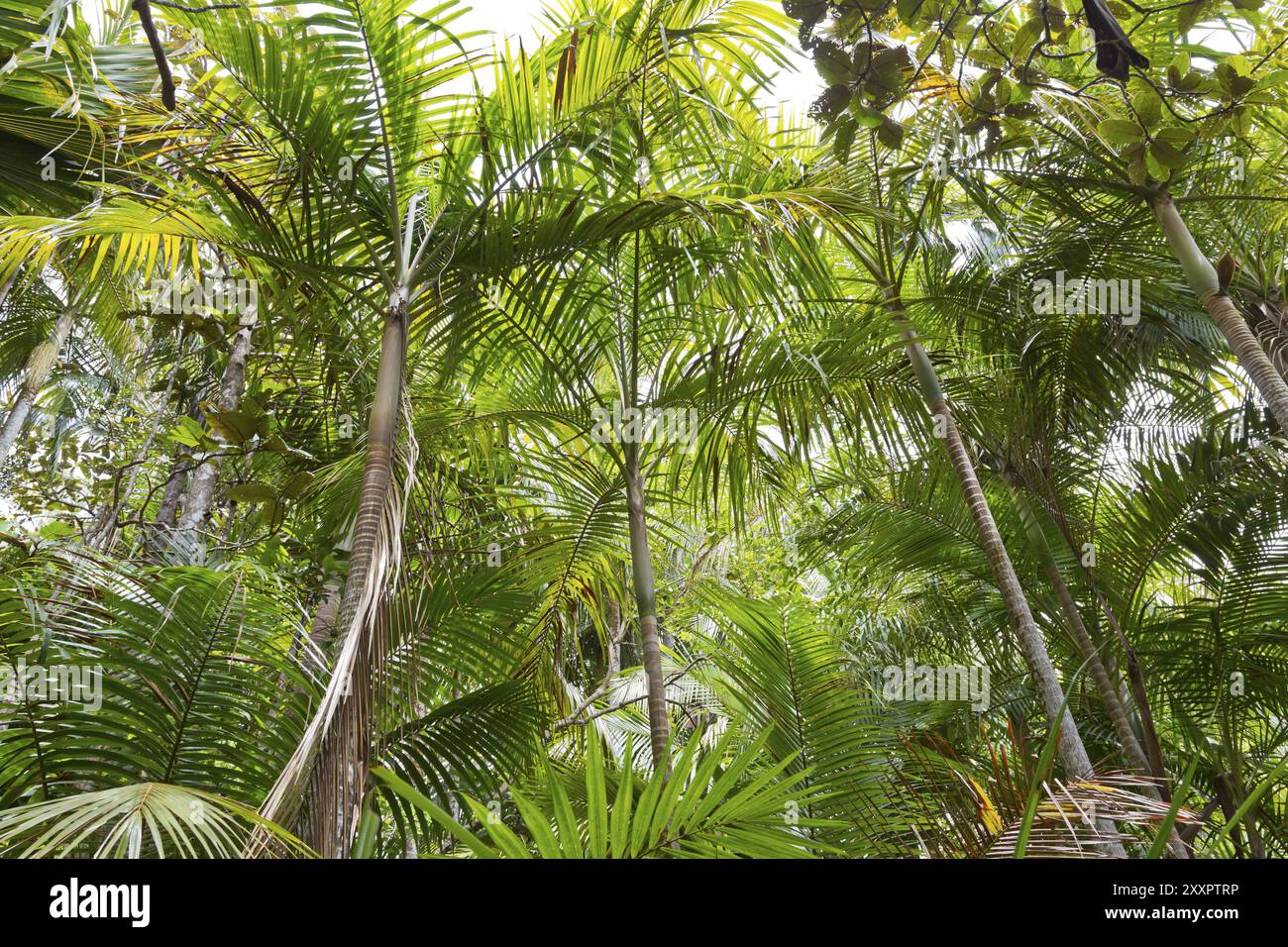Palm jungle, palms jungle Stock Photo - Alamy