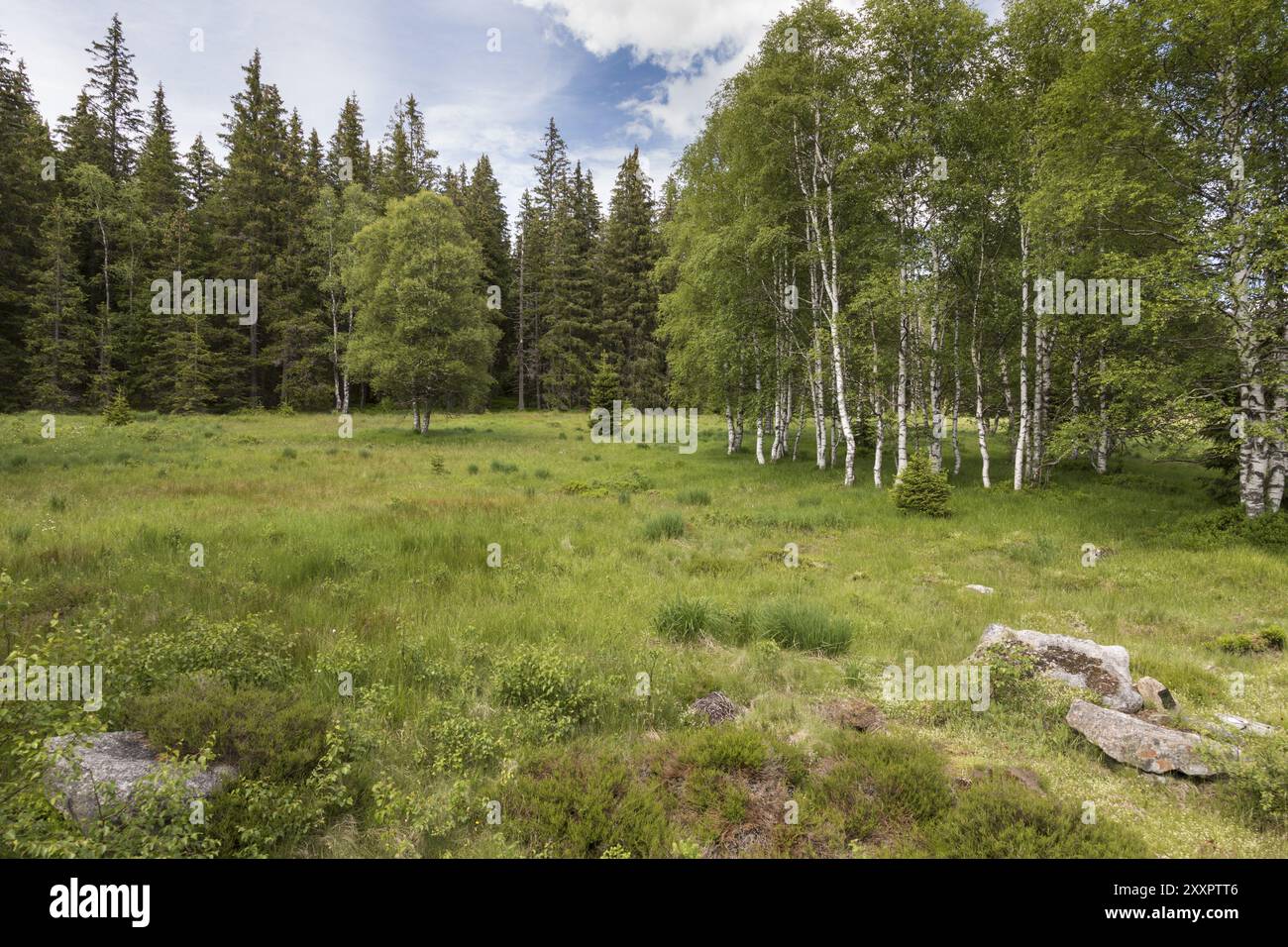 Landscape in the Bohemian Forest Stock Photo - Alamy