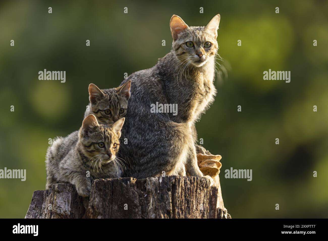 Mother cat and two kittens sitting attentively on a tree stump in the ...