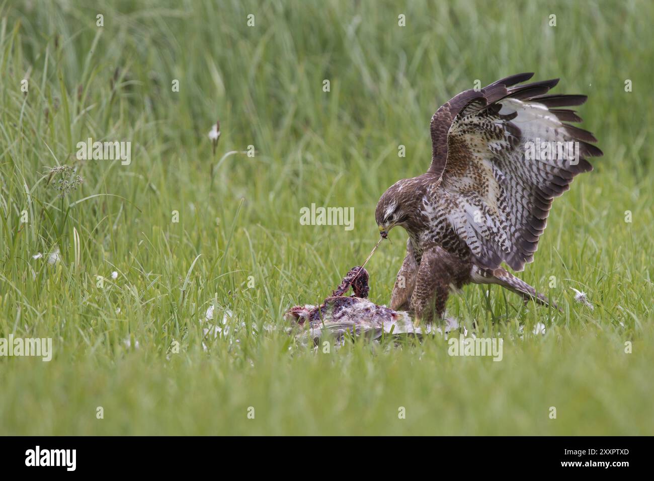 Eurasian common buzzard in hi-res stock photography and images - Alamy