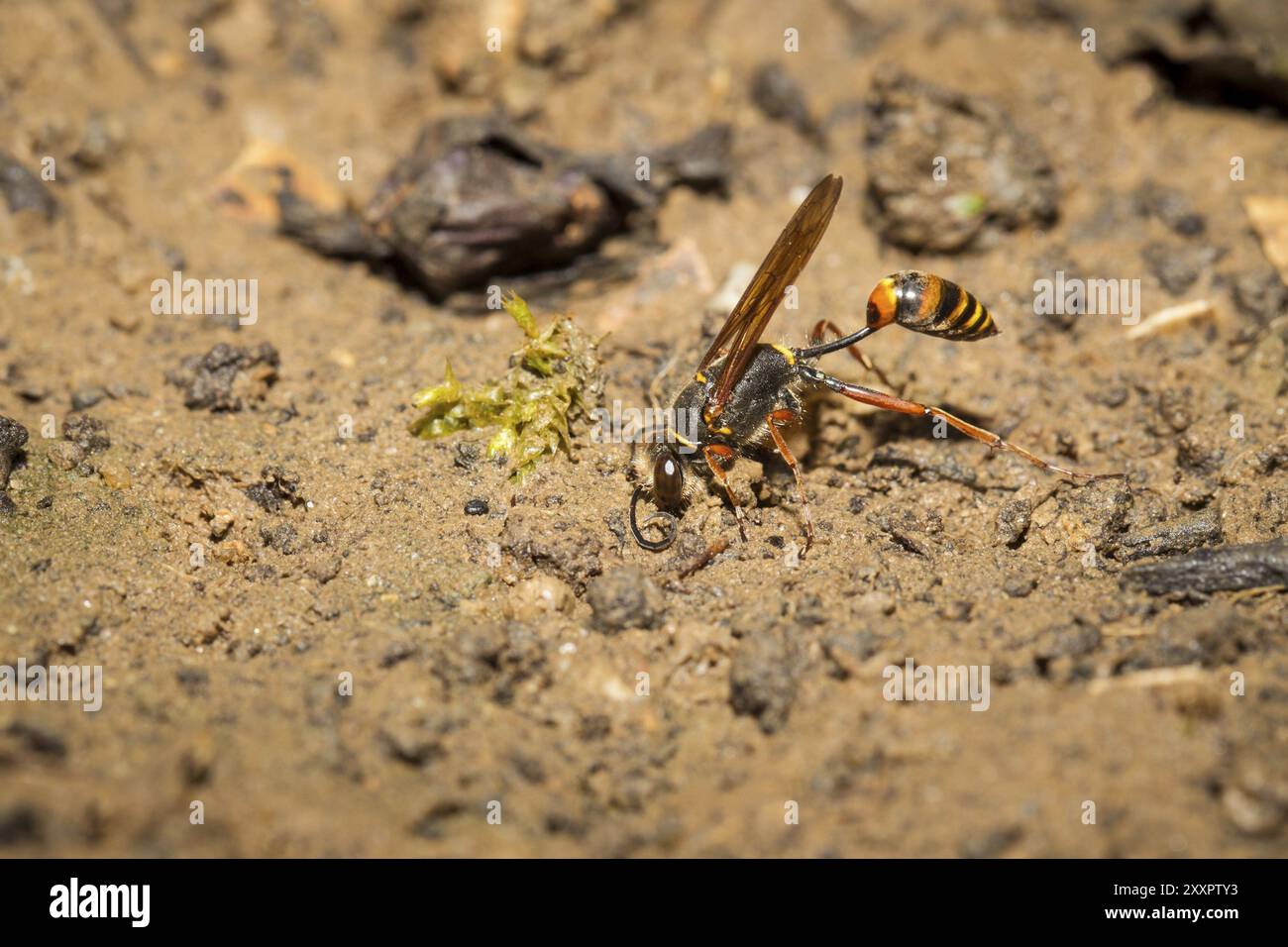 Oriental mortar wasp, Sceliphron curvatum, oriental mortar Stock Photo ...