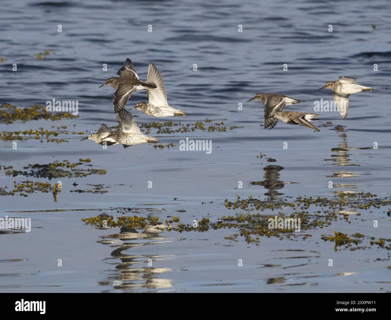 Purple sandpiper (Calidris maritima), and Dunlin (Calidris alpina ...