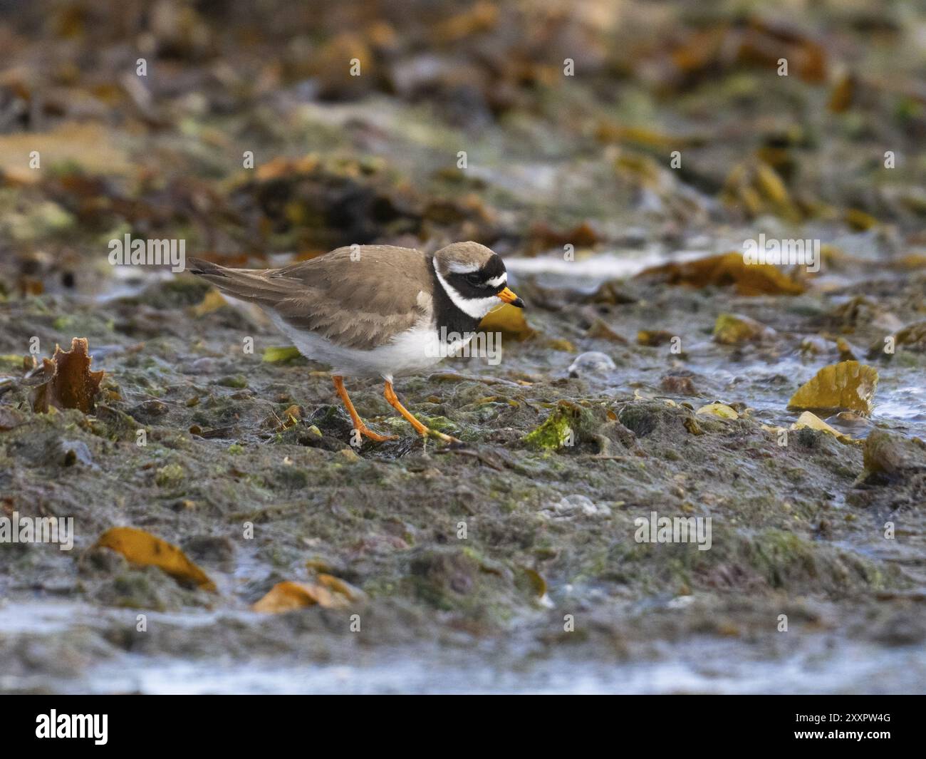 Common Ringed Plover (Charadrius hiaticula) foraging along the Arctic ...