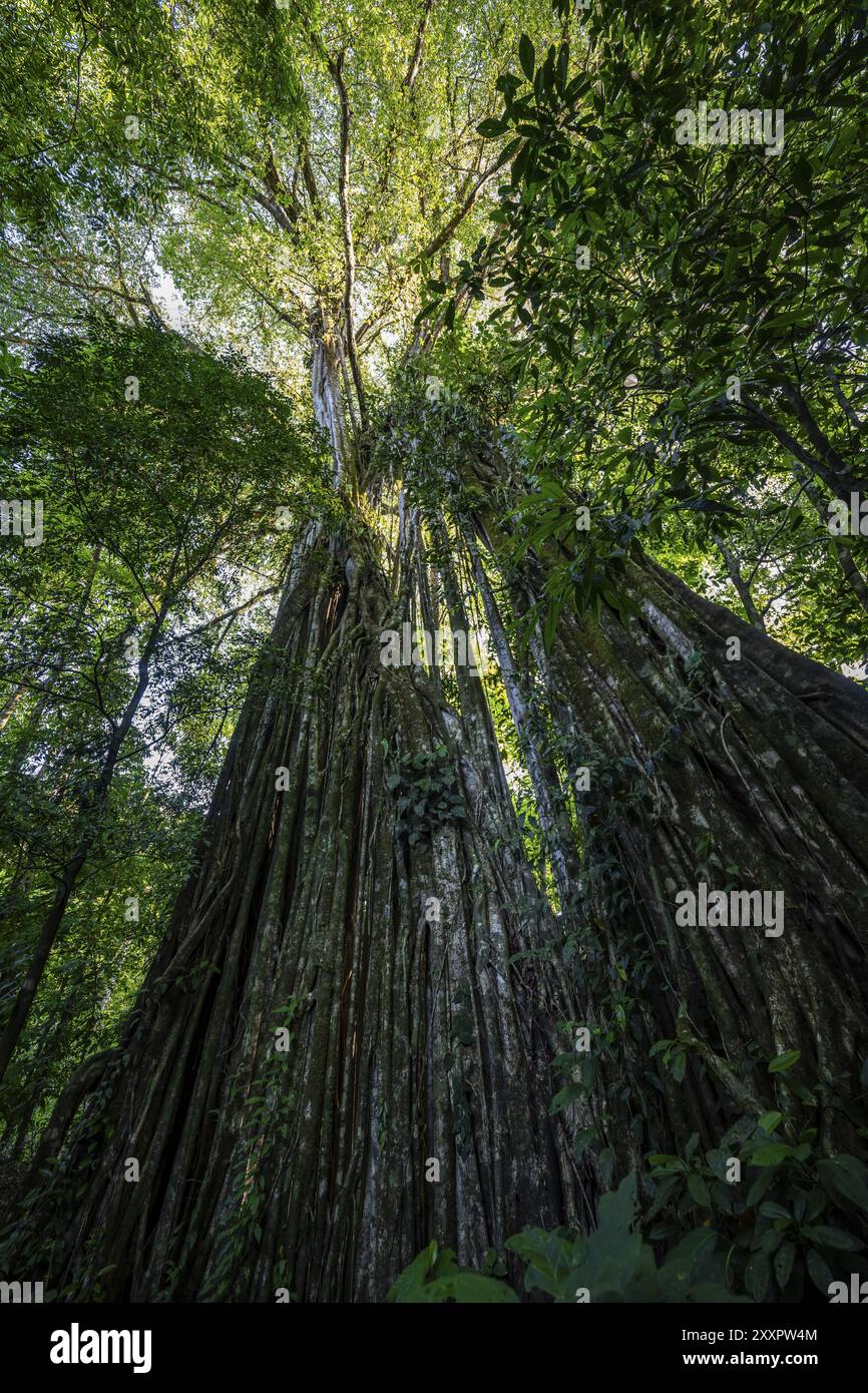 Hanging roots of a giant strangler fig (Ficus americana), looking ...