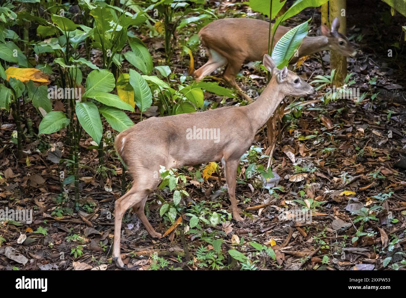 White-tailed deer (Odocoileus virginianus), two females in the ...