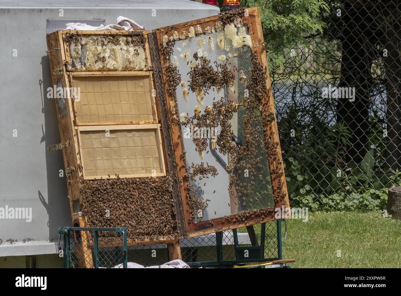The beekeeper checks honeycomb, working with bees and collects honey in ...