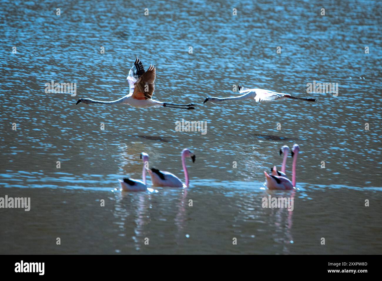 fauna at the Atacama desert Stock Photo - Alamy