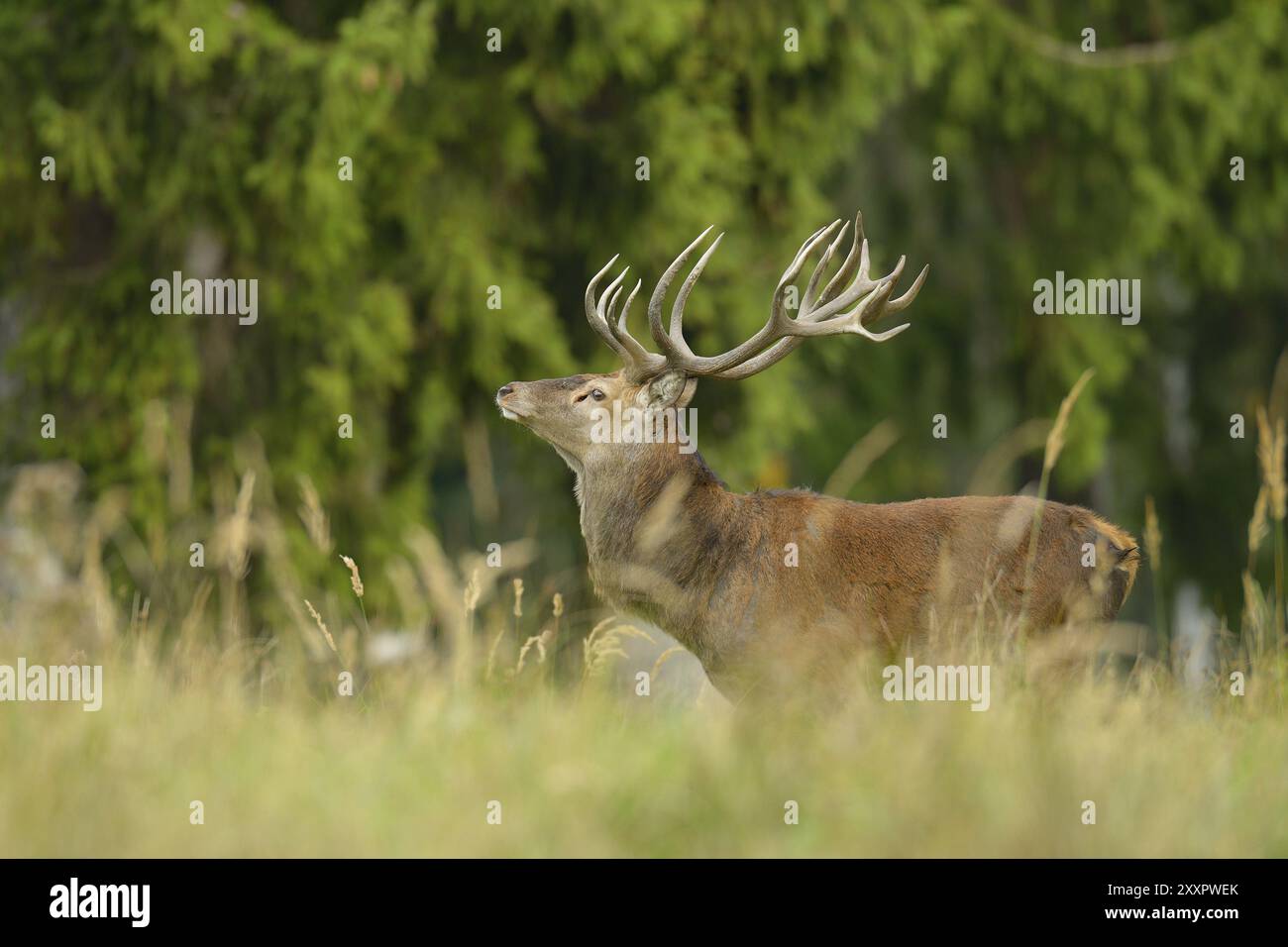 Red deer, Cervus elaphus, Germany, Red deer, Germany, Europe Stock ...