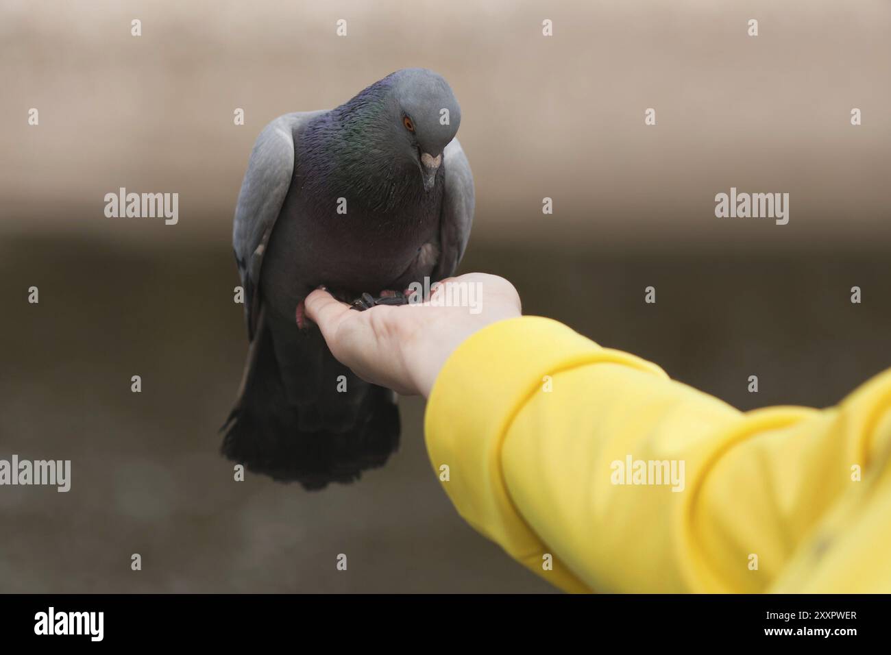 Wild animal in human habitat hi-res stock photography and images - Alamy