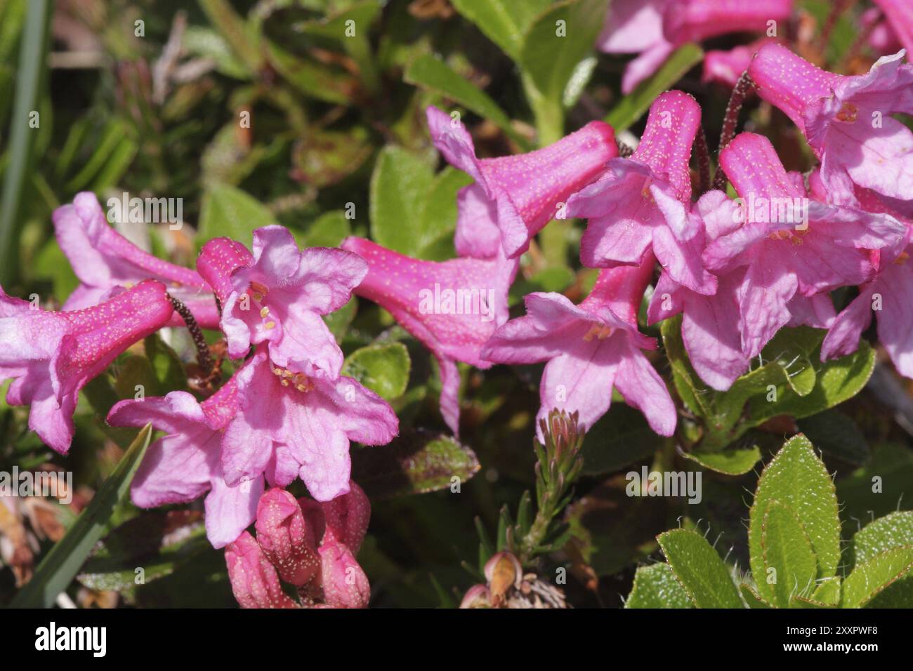 Alpenrose snow rose rhododendron hi-res stock photography and images ...