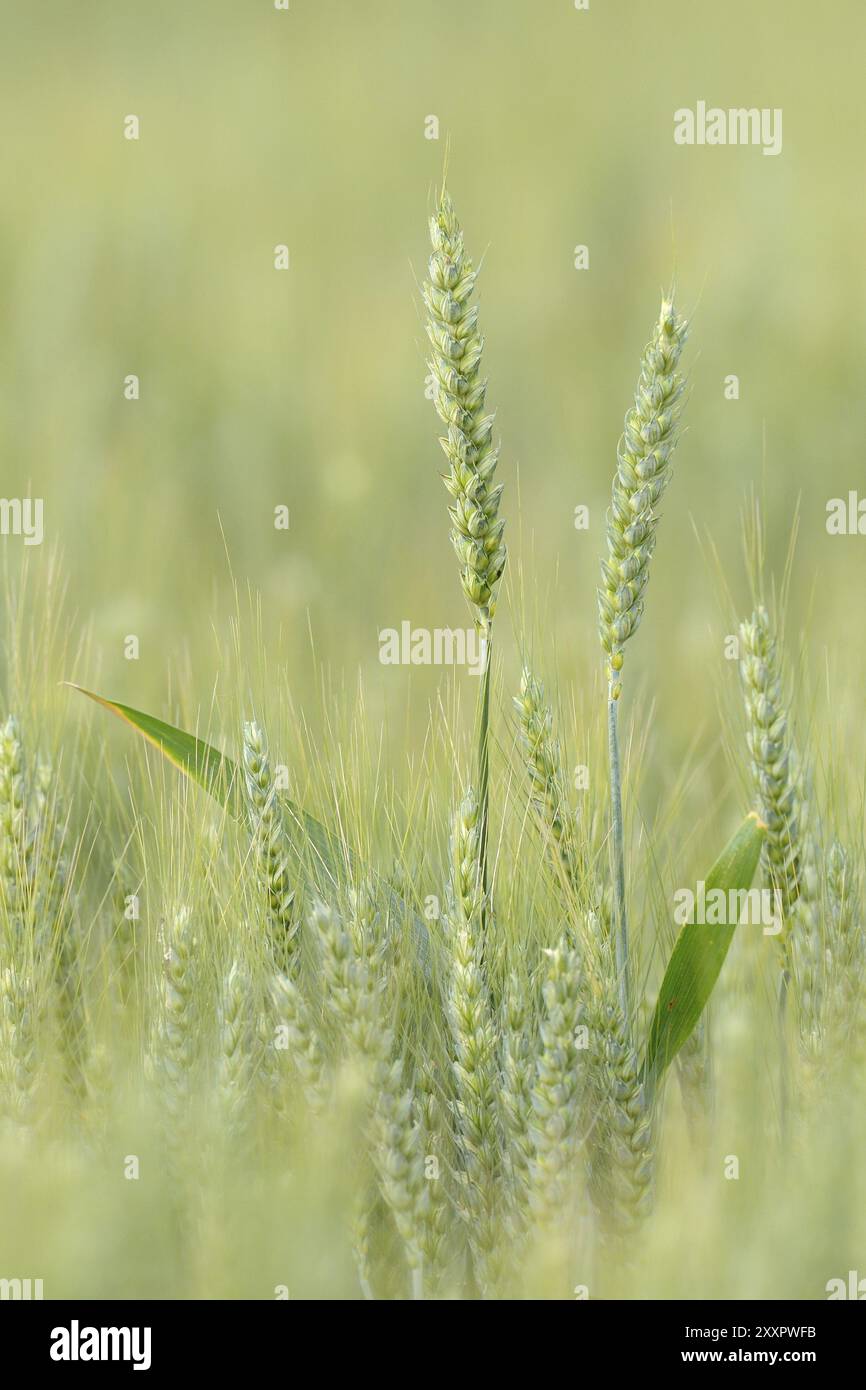 German wheat hi-res stock photography and images - Alamy