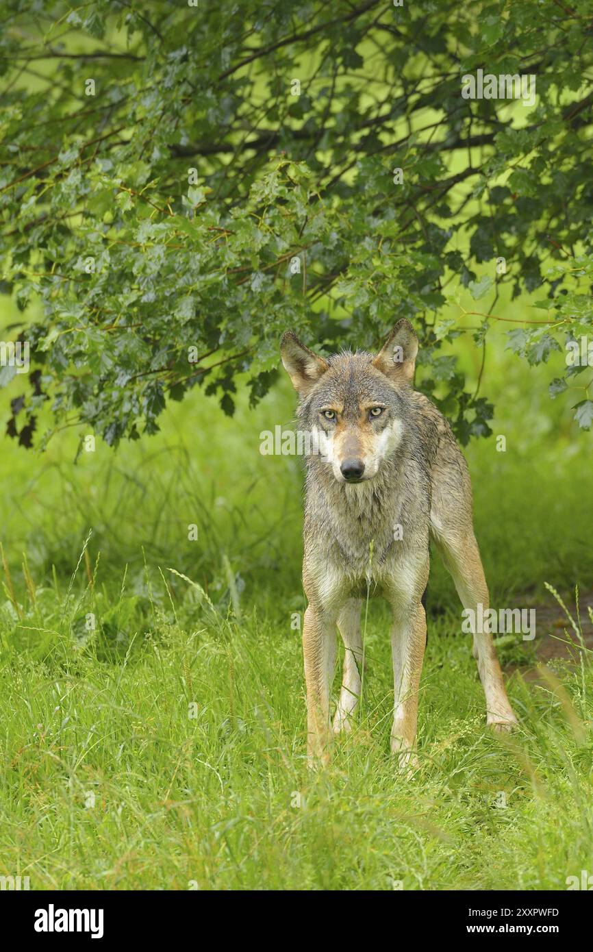 European gray wolf, Canis lupus Stock Photo - Alamy