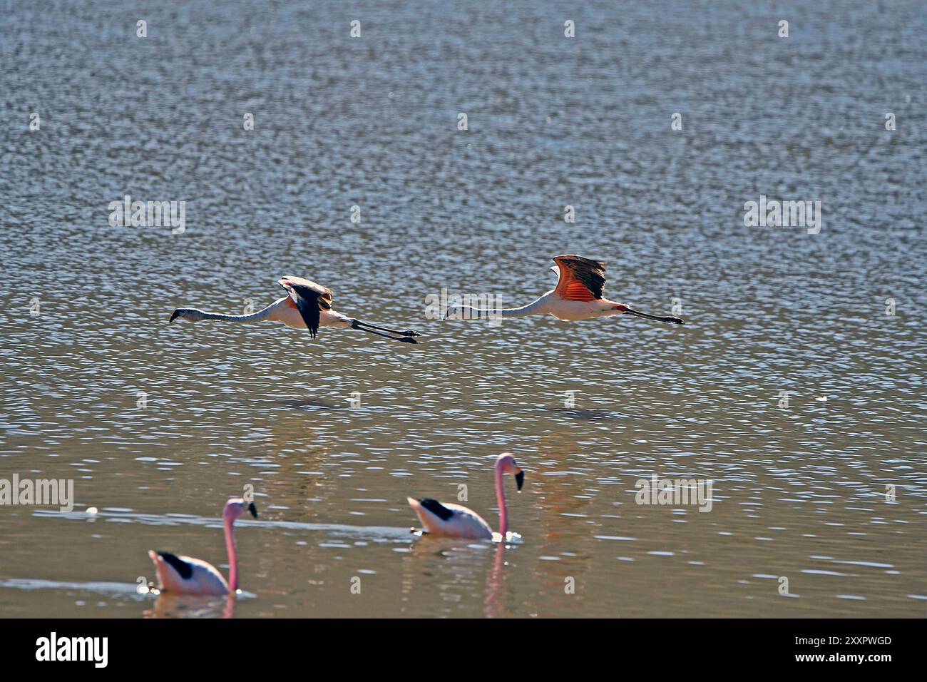 fauna at the Atacama desert Stock Photo - Alamy