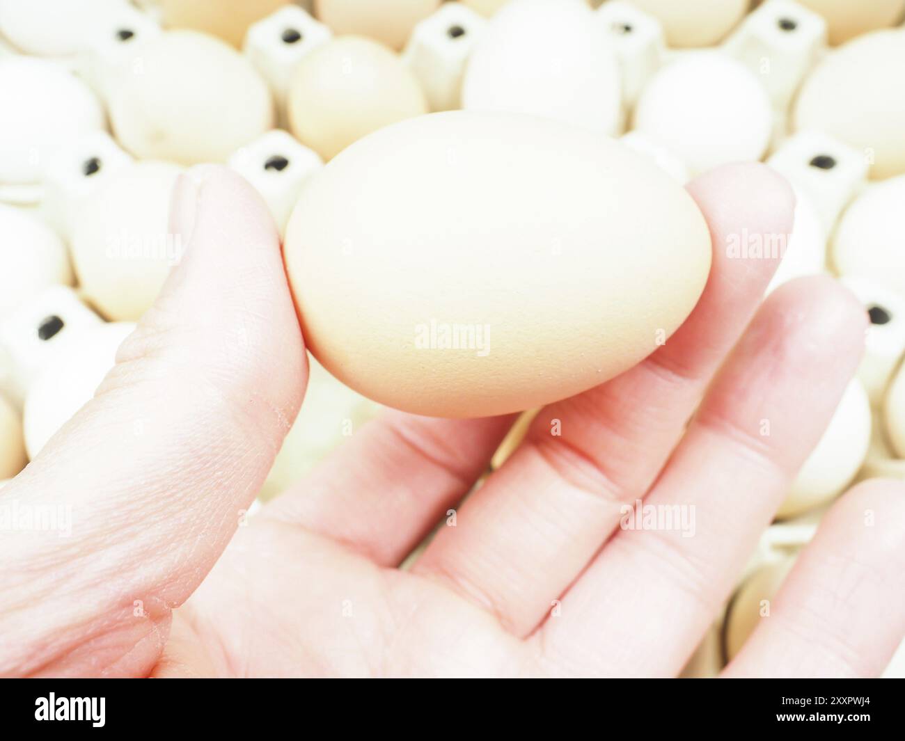 Someone holding a chicken egg over a container of brown and white eggs ...