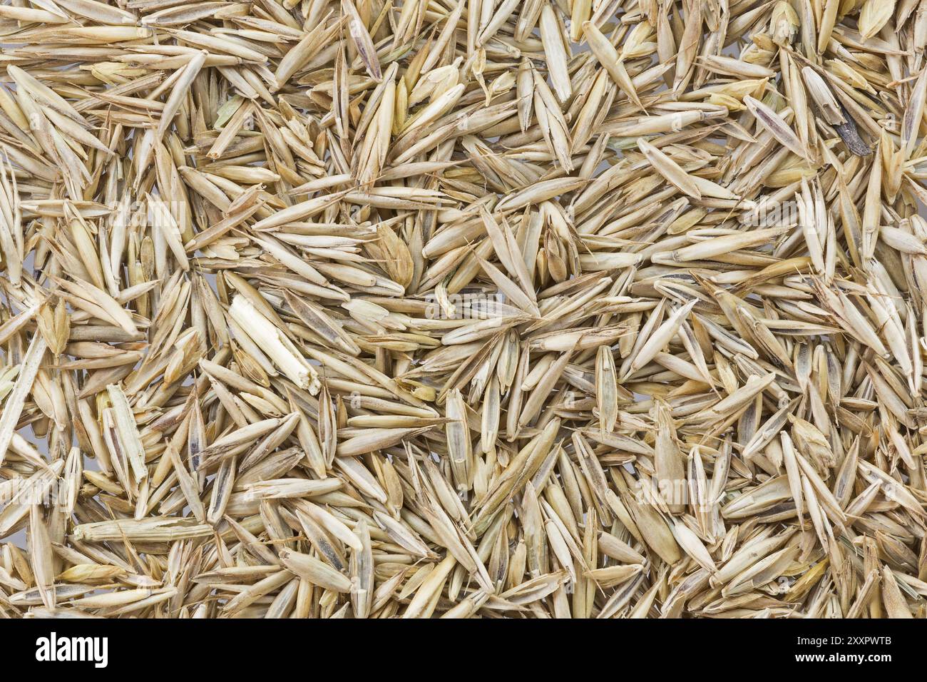 Grass seeds filling the format as background Stock Photo - Alamy