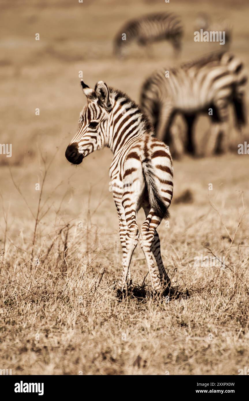 Zebra looking back over shoulder hi-res stock photography and images ...