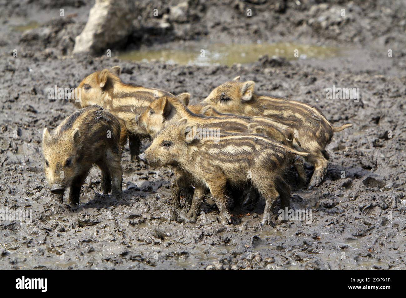 Wild boar Fresh boar Stock Photo - Alamy