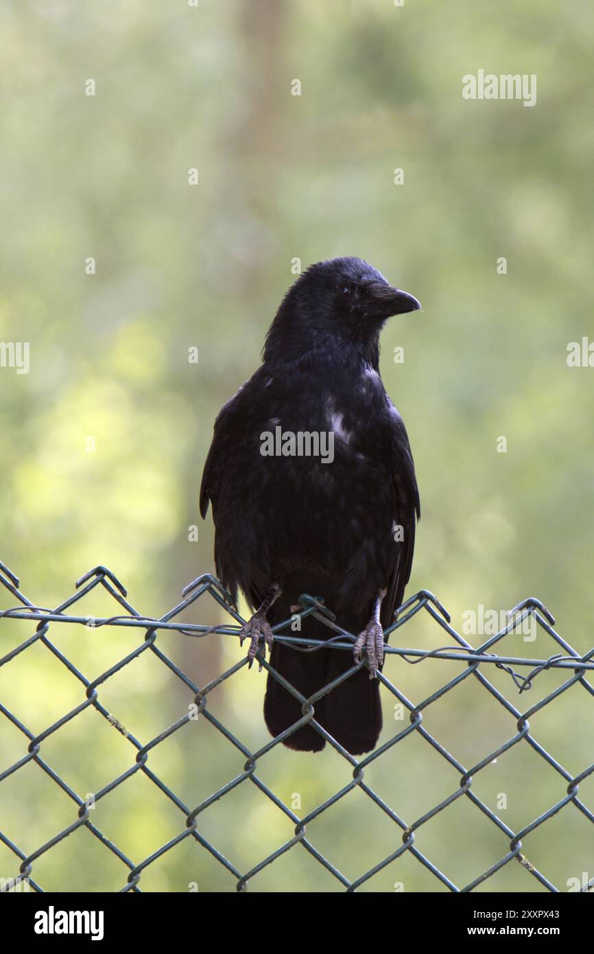 Raven crow on a wire mesh fence Stock Photo - Alamy