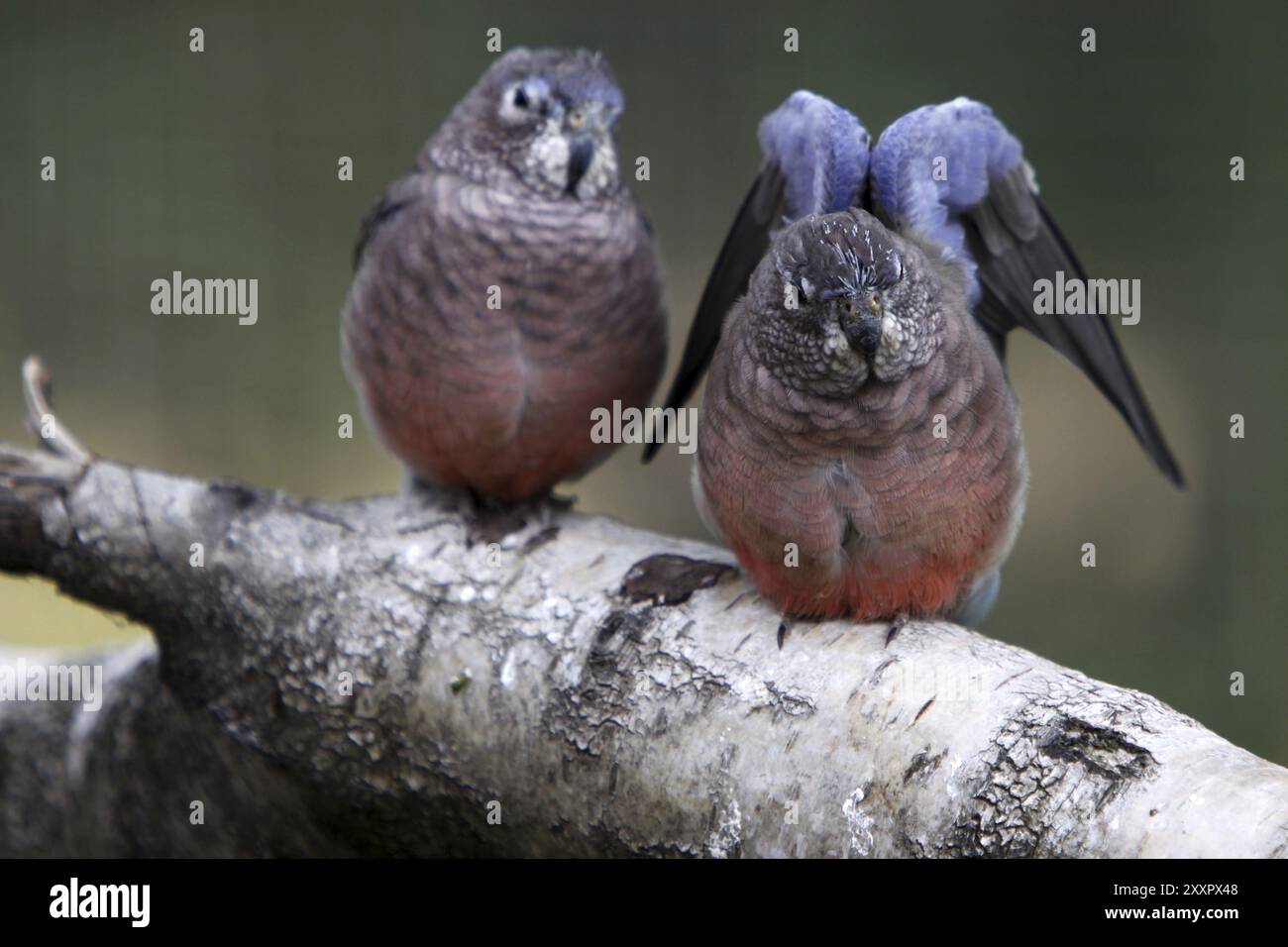 Bourkes parrot hi-res stock photography and images - Alamy