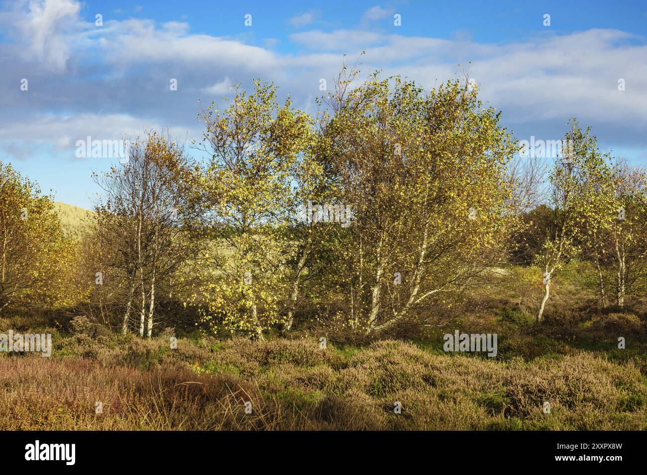 Landscape in the dunes on the island of Amrum Stock Photo - Alamy