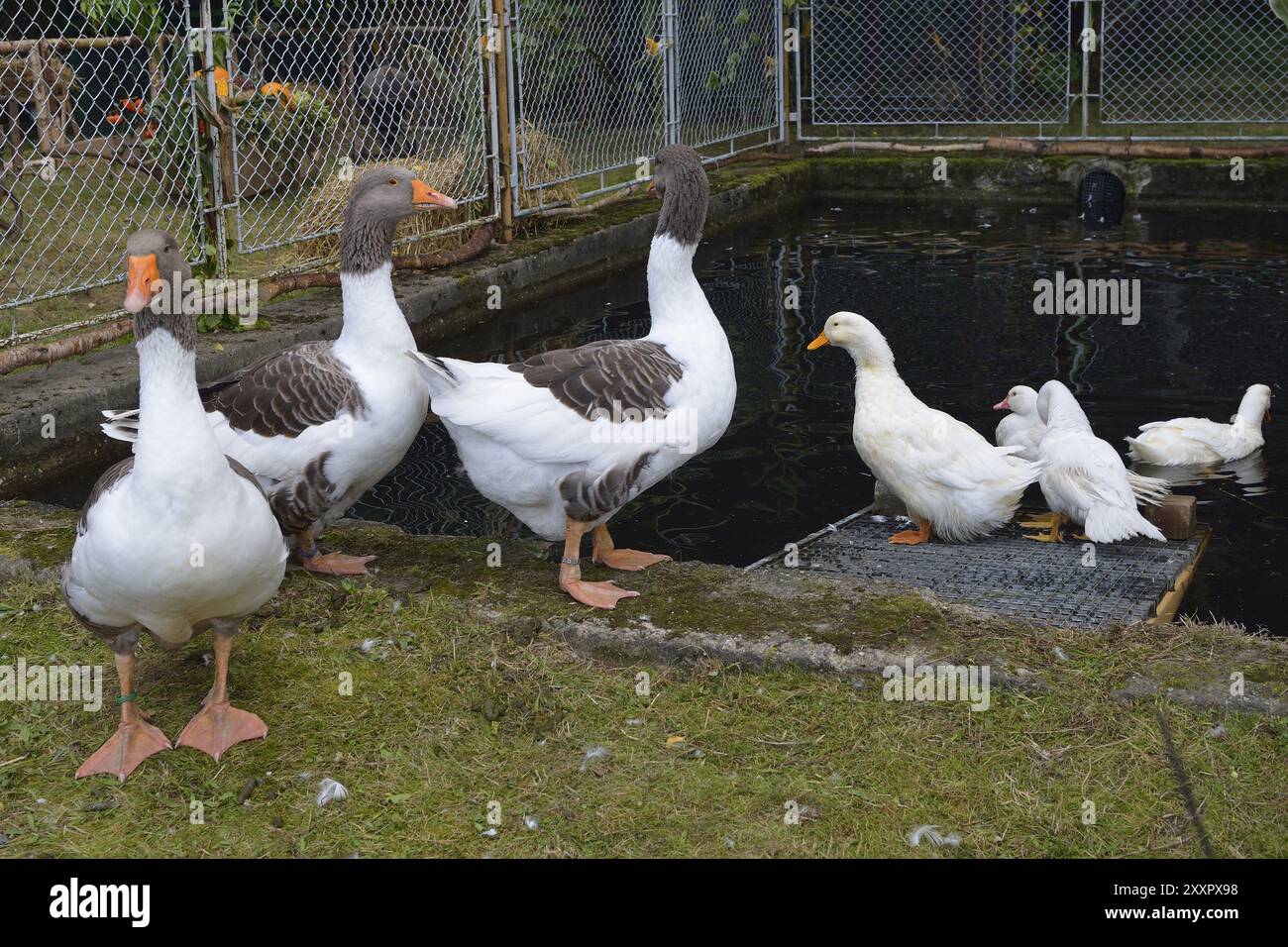 Spotted goose hi-res stock photography and images - Alamy