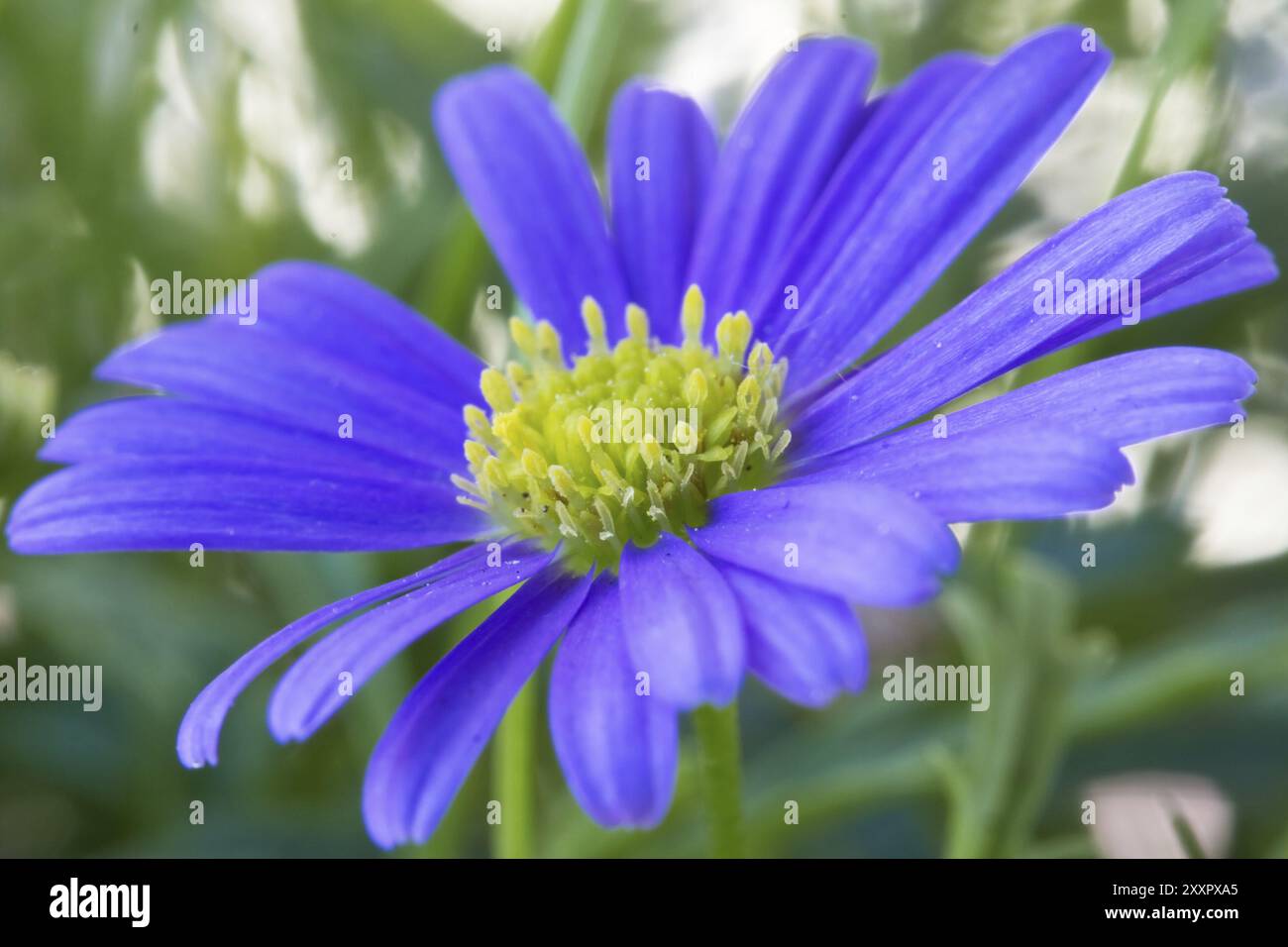 Swan river daisy (Brachyscome iberidifolia Stock Photo - Alamy