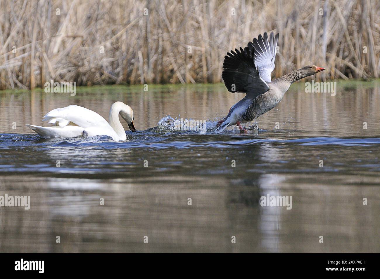 Mating during flight hi-res stock photography and images - Alamy