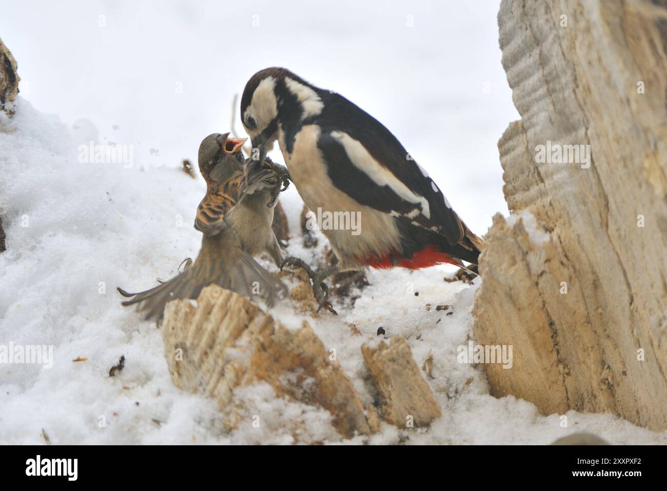 Dendrocopus major, (Picoides major Stock Photo - Alamy