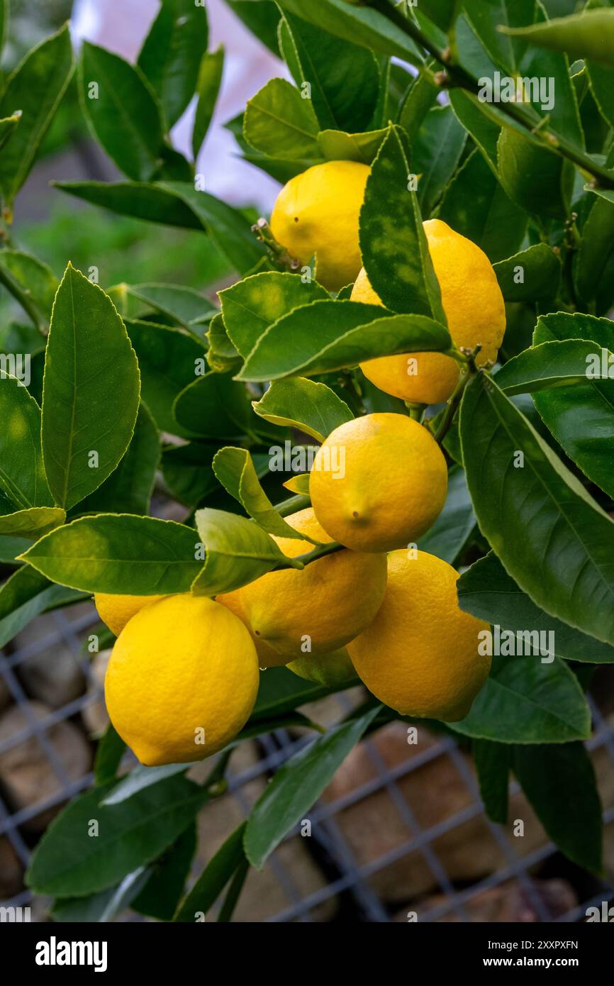 Prolific lemon fruit tree hi-res stock photography and images - Alamy