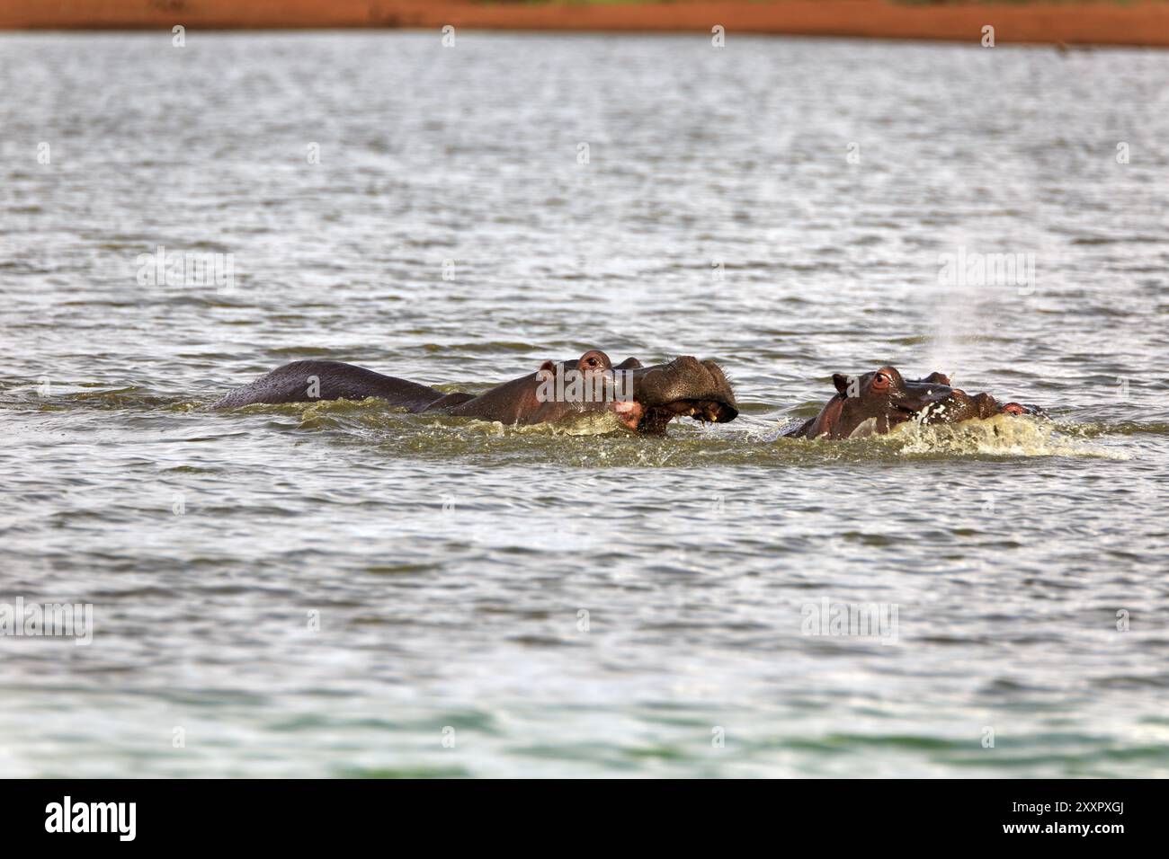 Hippos natural habitat hi-res stock photography and images - Alamy