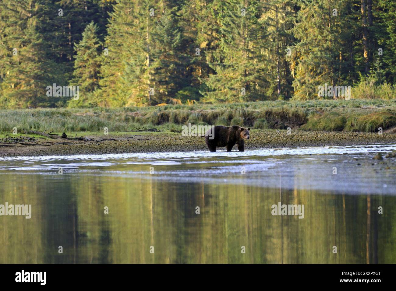 Grizzly bear in Knight Inlet in Canada Stock Photo - Alamy