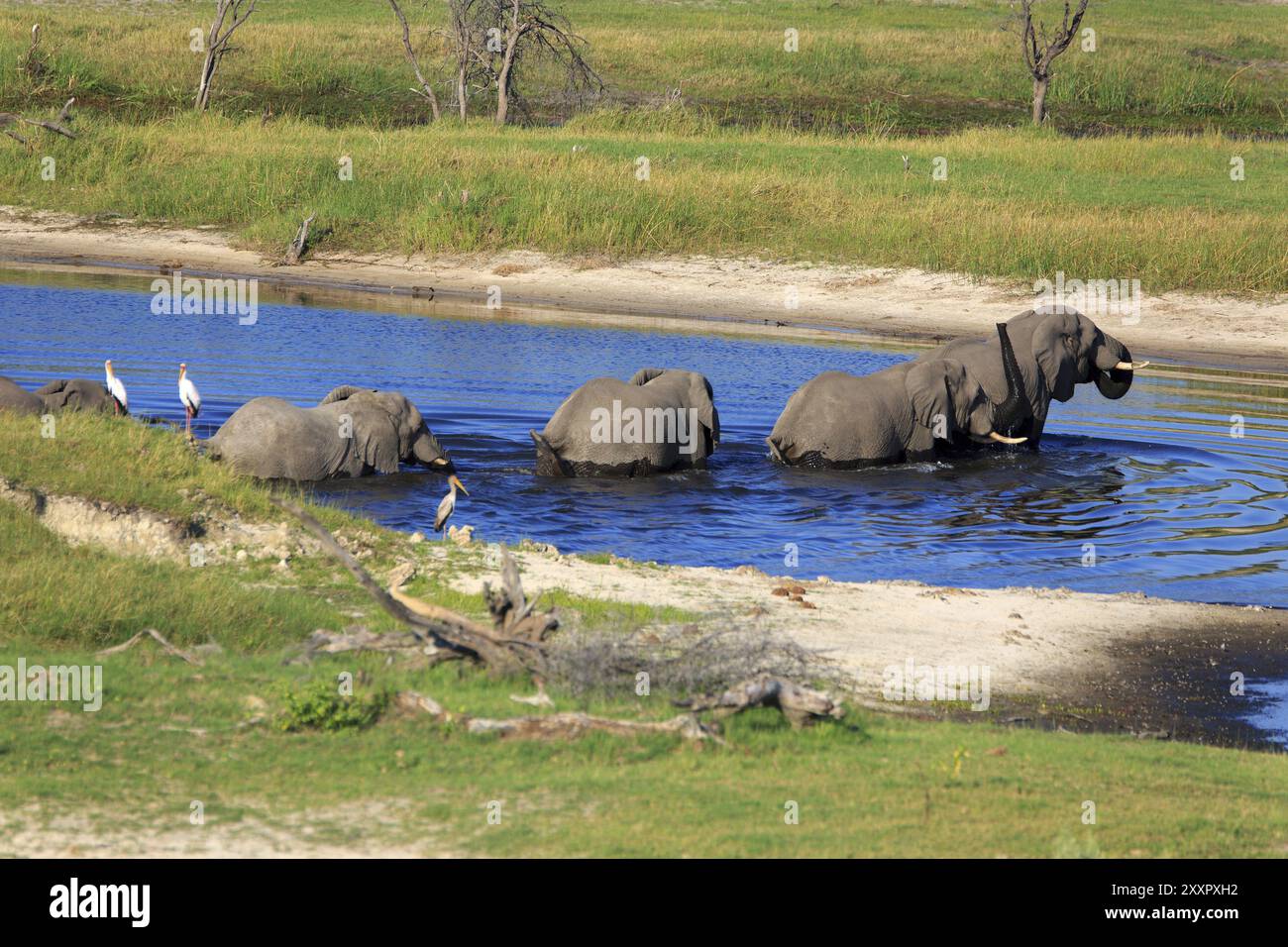 Herd of elephants on the Boteti River Stock Photo - Alamy