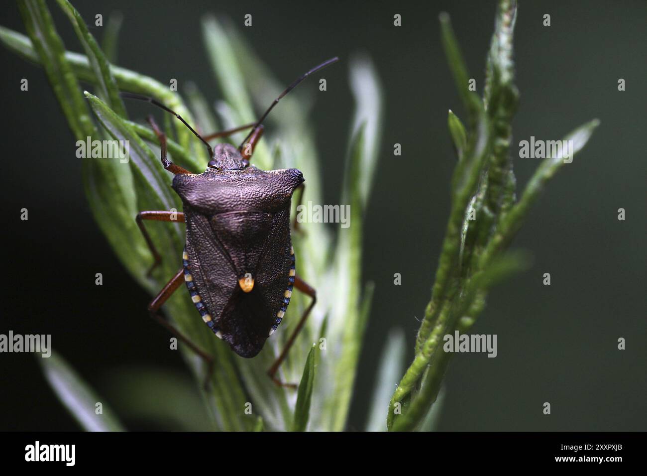 Bug coreidae insect hi-res stock photography and images - Alamy