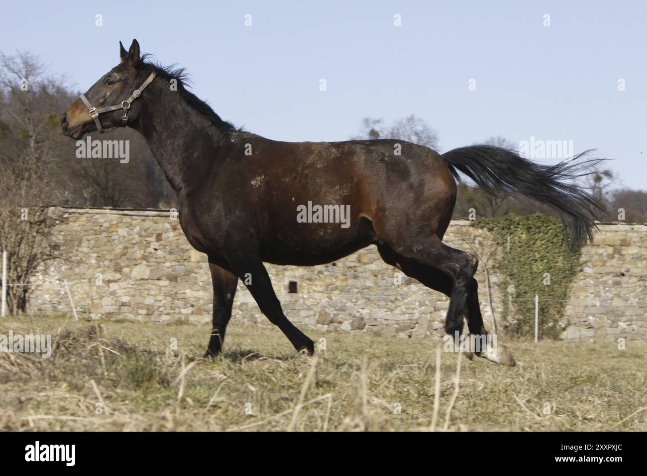 Graceful galloping hi-res stock photography and images - Alamy