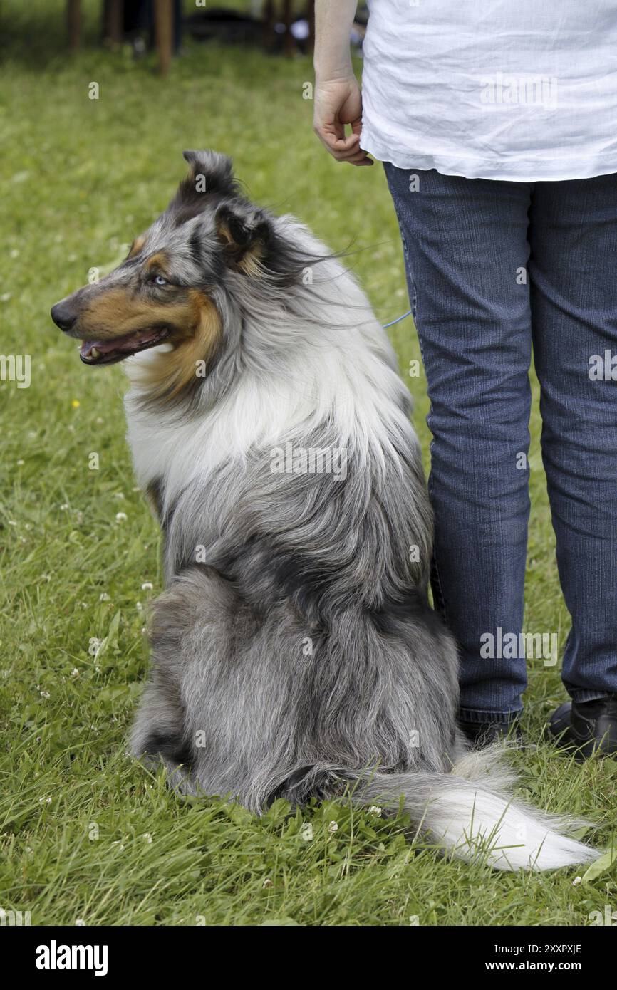 Show collie hi-res stock photography and images - Alamy