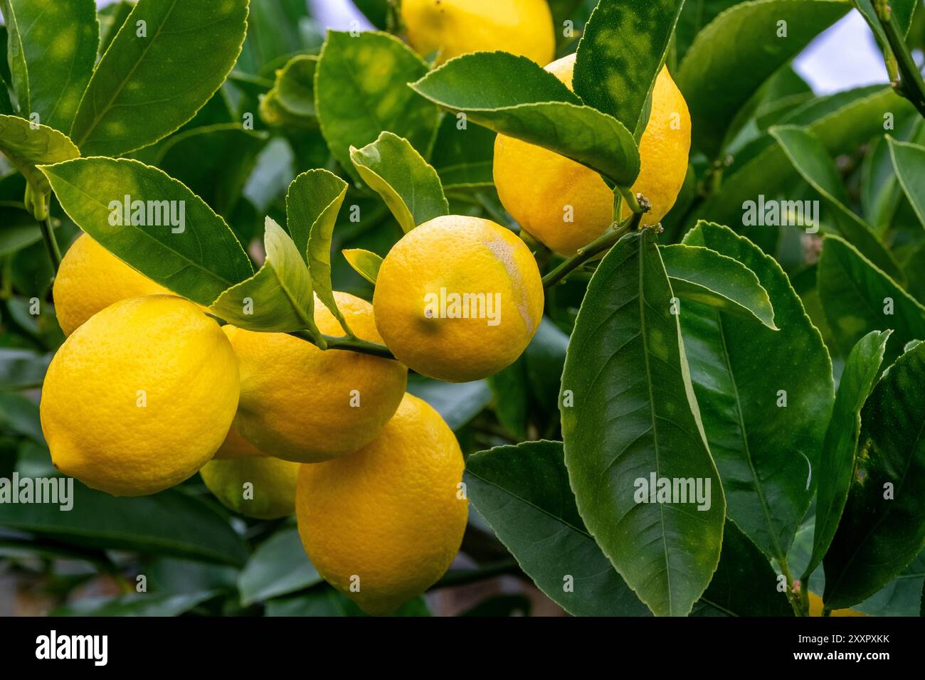Most common lemon variety grown in Australia, a prolific crop of winter ...