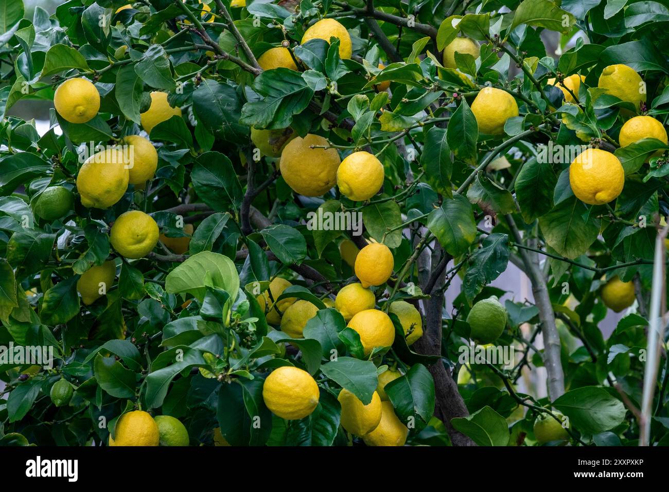 Organic lemon trees hi-res stock photography and images - Alamy