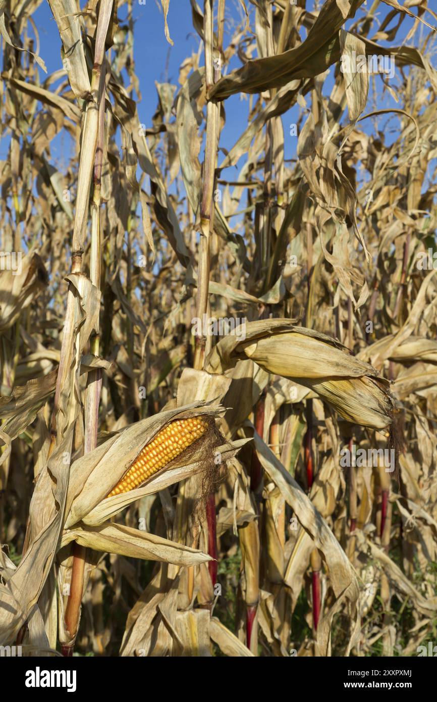 Maize cobs in the maize field in front of the harvest Stock Photo - Alamy