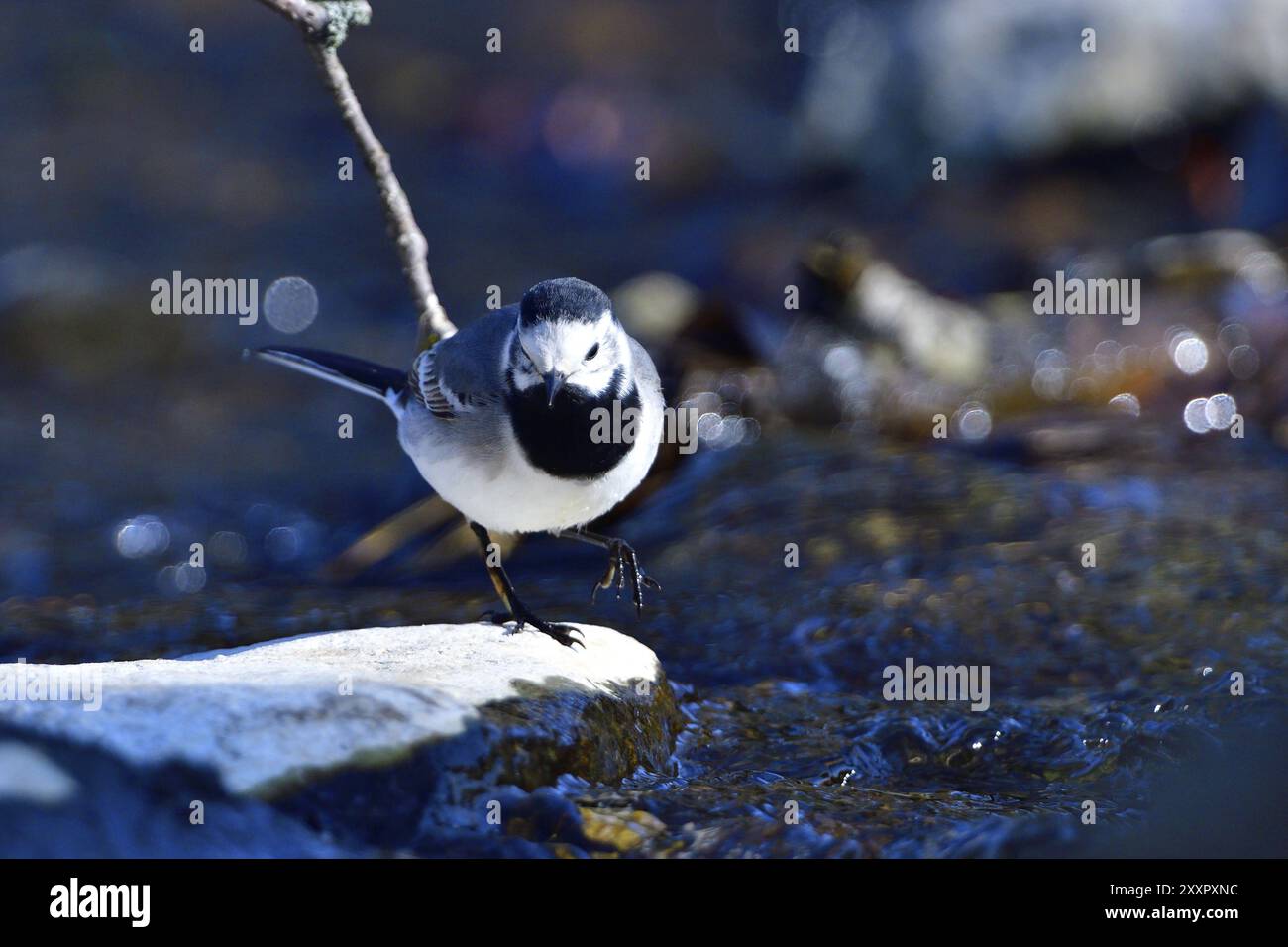 White wagtail looking for food. White wagtail looking for food in a ...