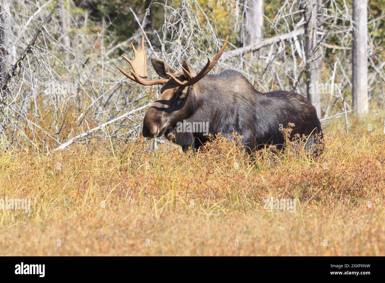 Bull moose in Algonquin Provincial Park in Canada Stock Photo - Alamy