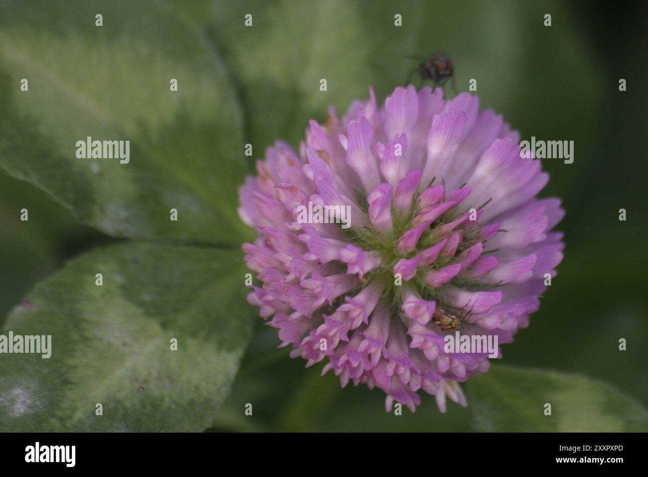 Red clover with bow tie Stock Photo - Alamy