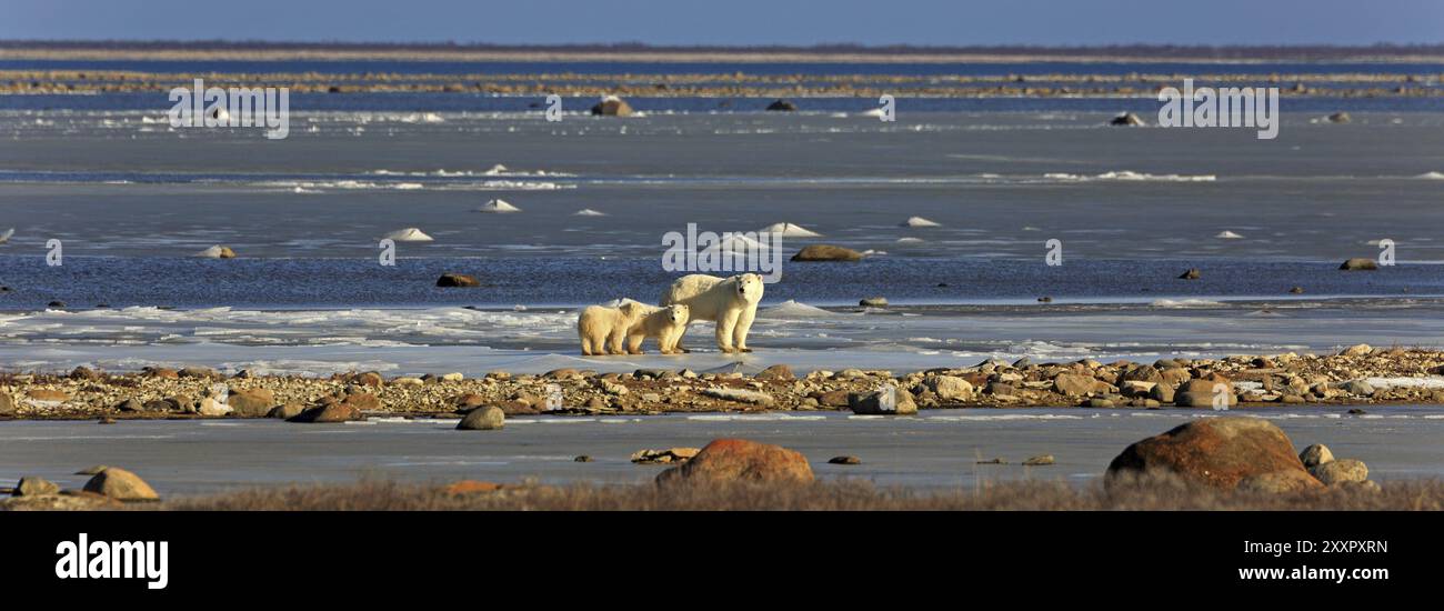 A polar bear family on the ice of Hudson bay Stock Photo - Alamy