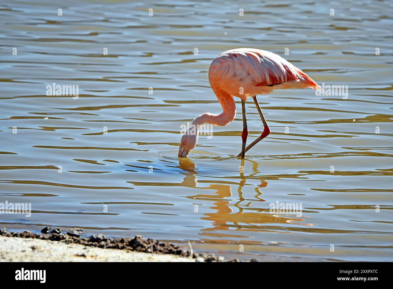 fauna at the Atacama desert Stock Photo - Alamy