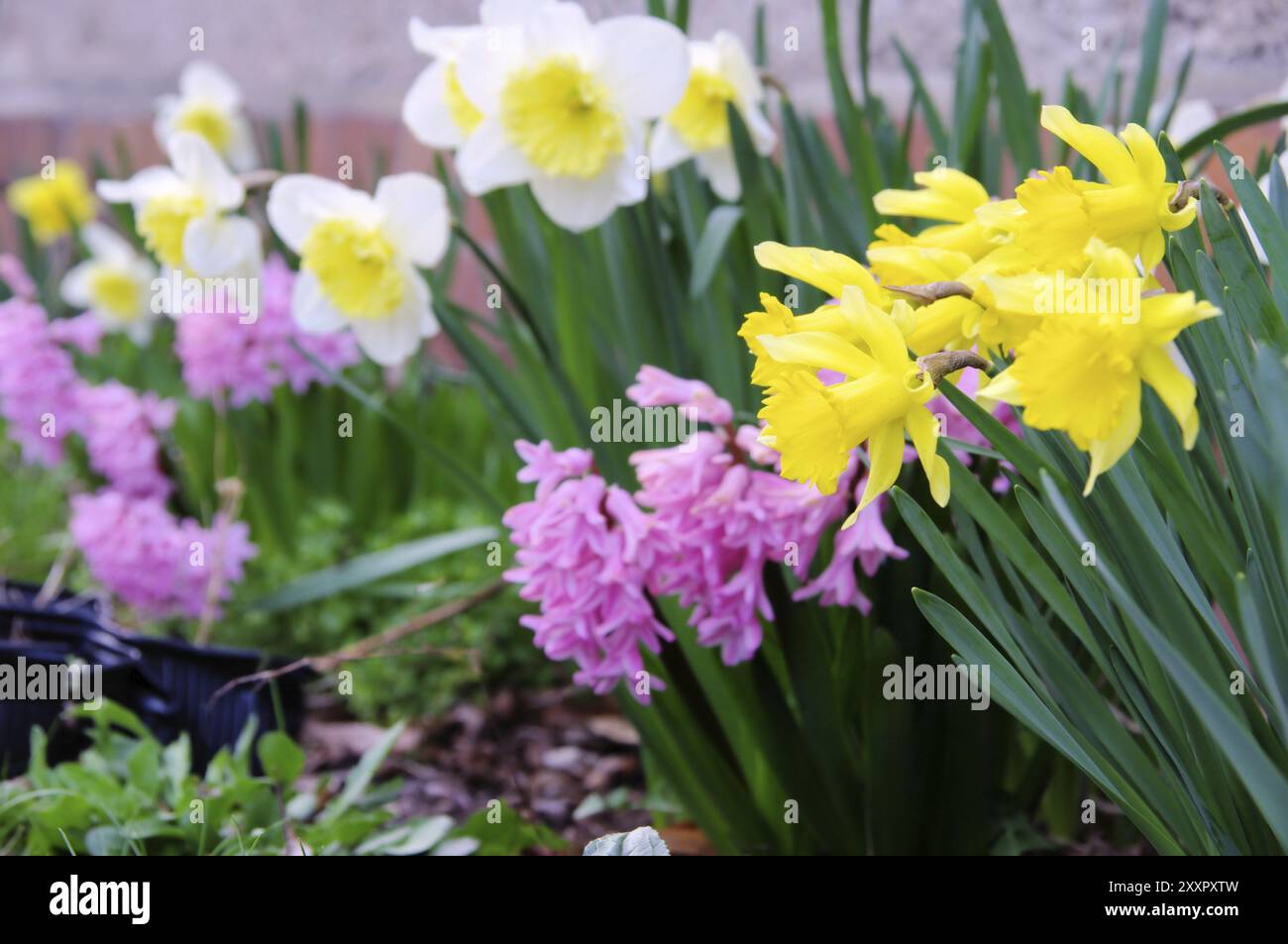 Daffodil and hyacinth, daffodil and hyacinth Stock Photo - Alamy