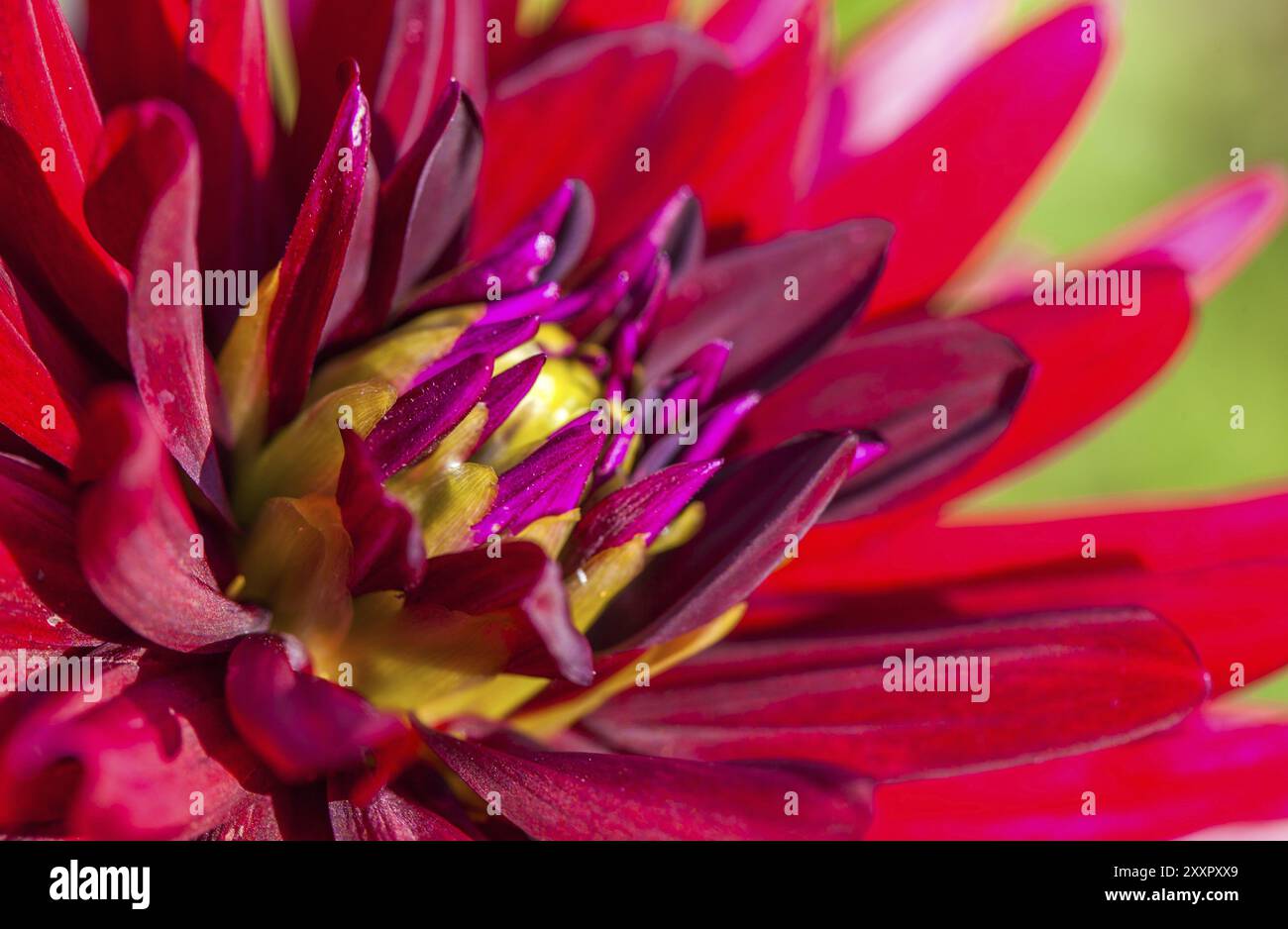 Bright pink flower in the sunlight Stock Photo - Alamy