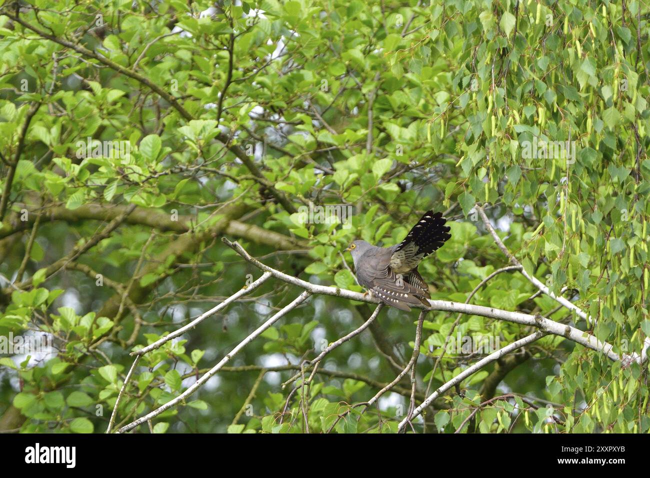 Male Common cuckoo on a tree. Male cuckoo calling Stock Photo - Alamy