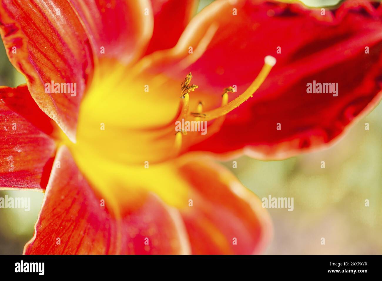 Bright red lily flower with yellow centre in the sunlight Stock Photo ...
