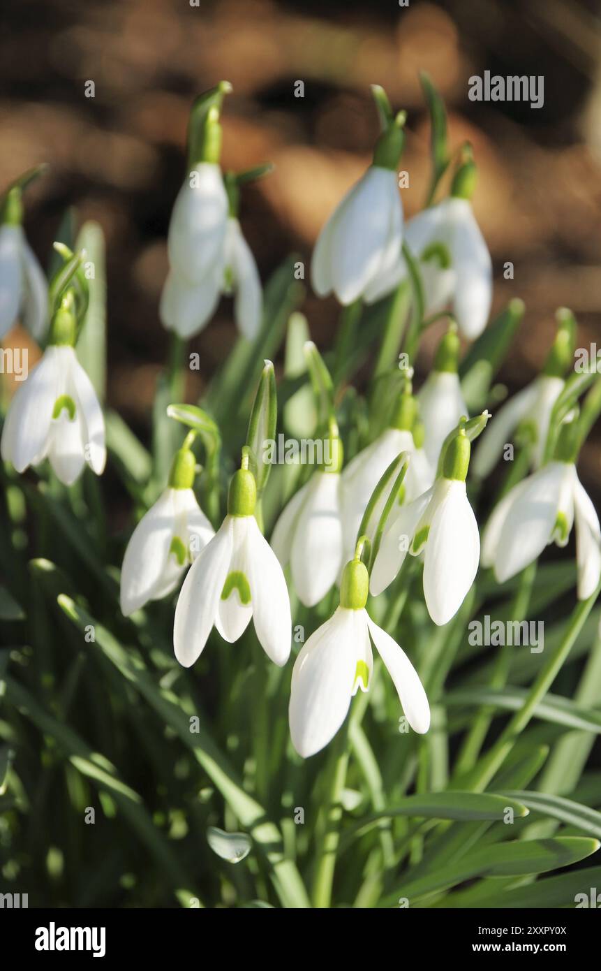 Snowdrop in flower garden hi-res stock photography and images - Alamy